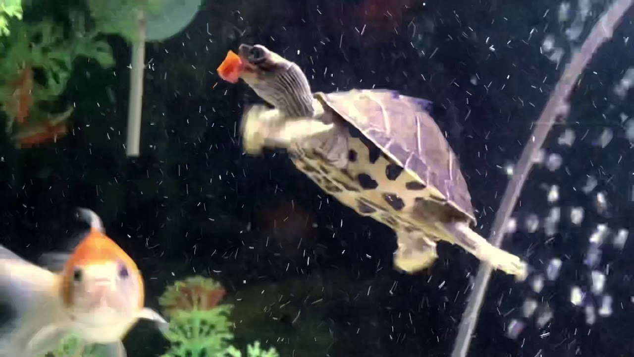 Indian roofed turtle ️😍🐢 - YouTube