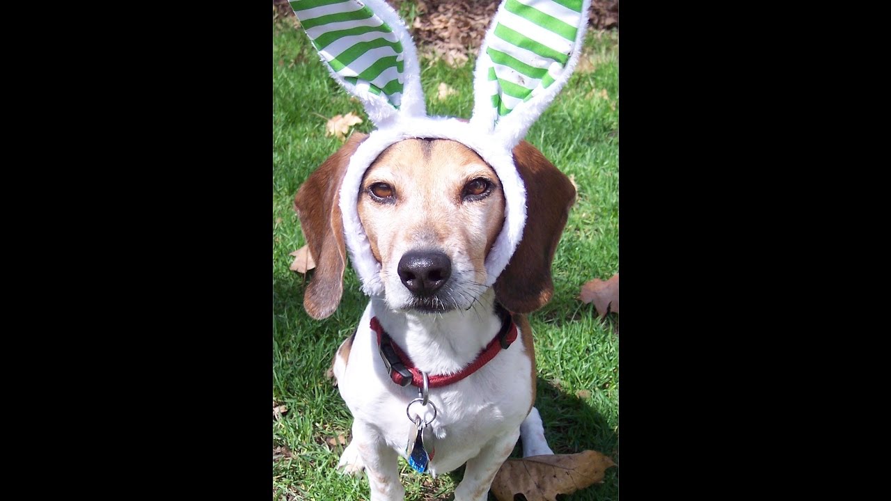 Beagle Dance - YouTube