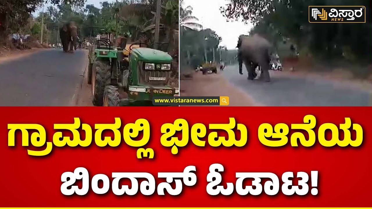 Bheema Elephant Walking In Street | Hassan | ಗ್ರಾಮದ ರಸ್ತೆಯಲ್ಲಿ ಓಡಾಡಿದ ...