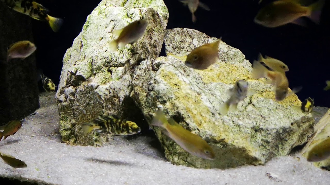 Neochromis omnicaeruleus Makobe - YouTube