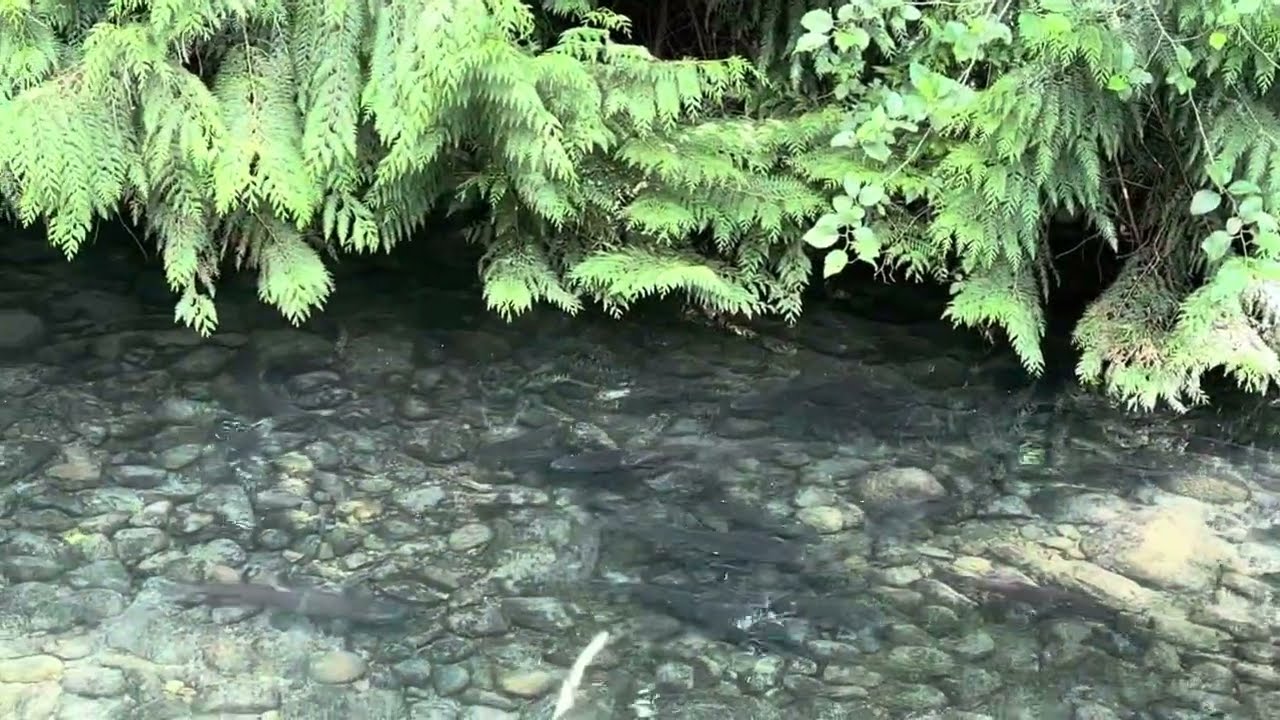 Red spring salmon chilliwack hatchery 10 July 2025 - YouTube