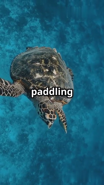 Dive into the Ocean's Wonders: A Diver's POV - YouTube