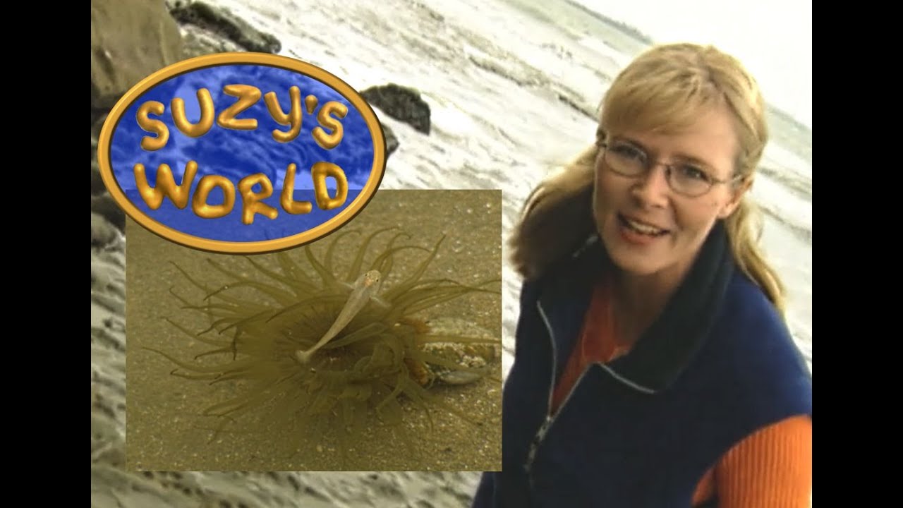 What lives in a rockpool? - Suzy's World - YouTube