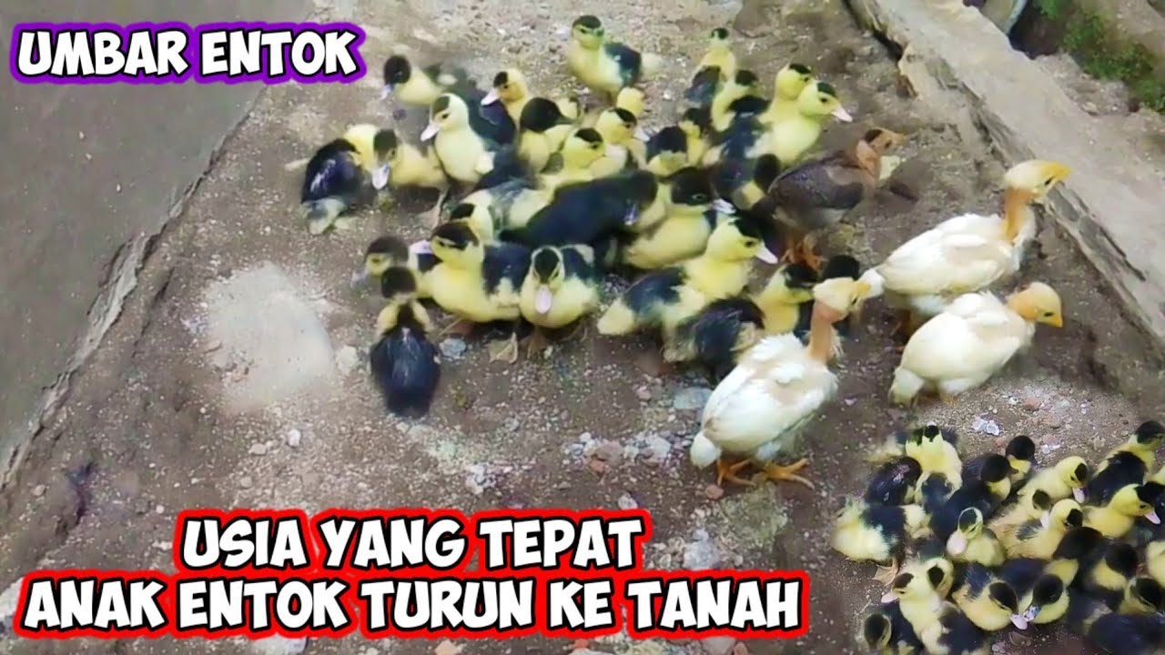 Usia yang tepat anak entok turun ke tanah dan di umbar - YouTube