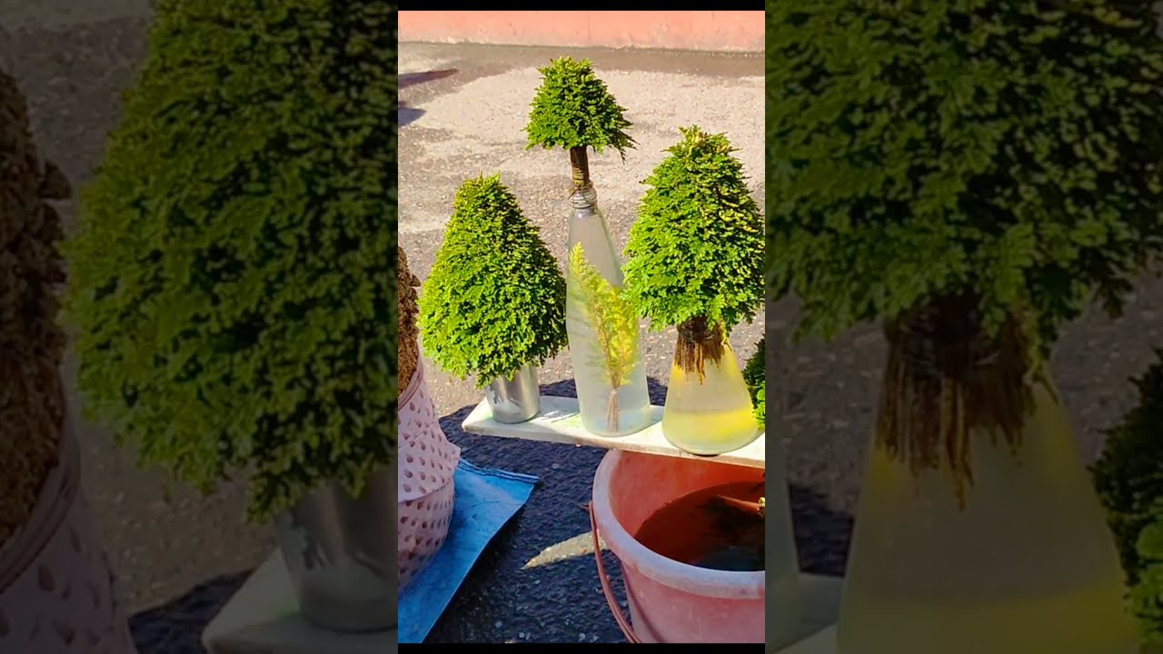 Sanjeevani Booti Plant 😱//Ayurvedic Indoor Plants 🤩 //Selaginella ...
