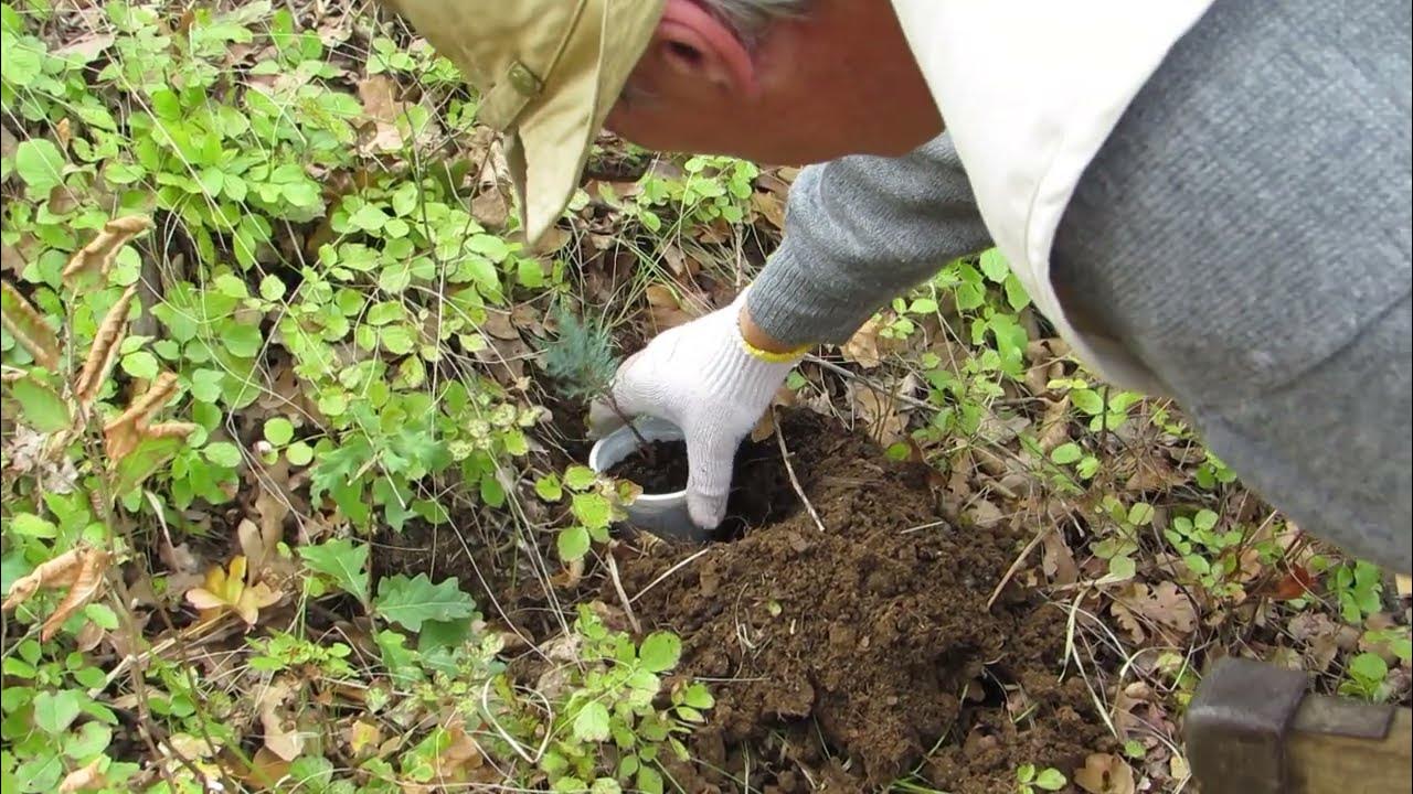 Успех в изкуственото размножаване на дървовидна хвойна Youtube