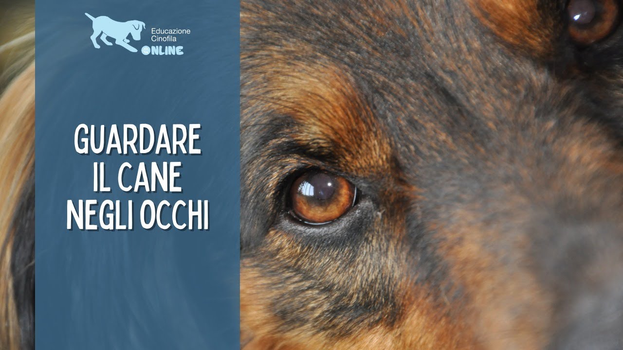 Guardare il cane negli occhi, è giusto o sbagliato? - YouTube