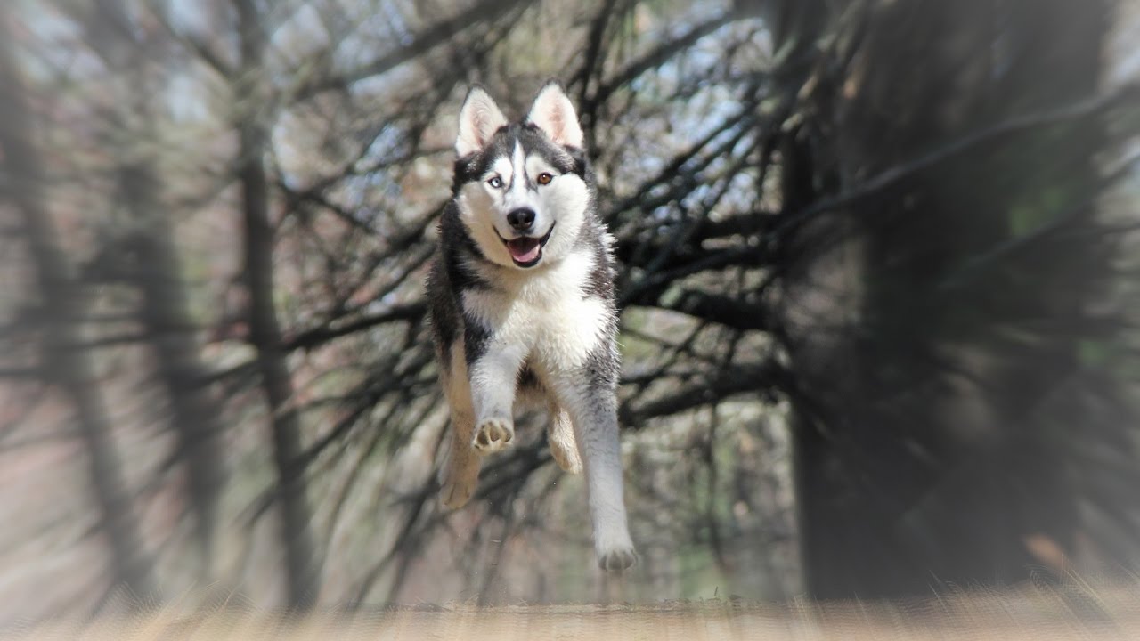 How Fast Can Huskies Run