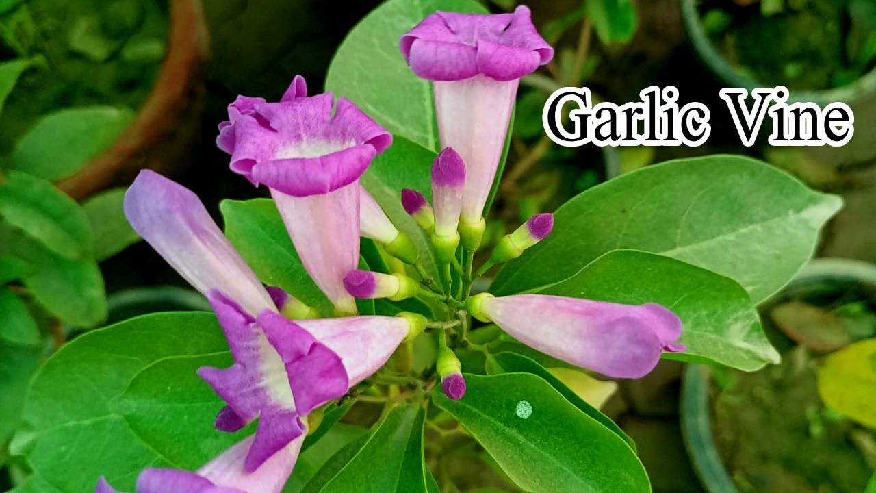 Garlic vine care | Pink and white flower vine | Easy to care flower ...