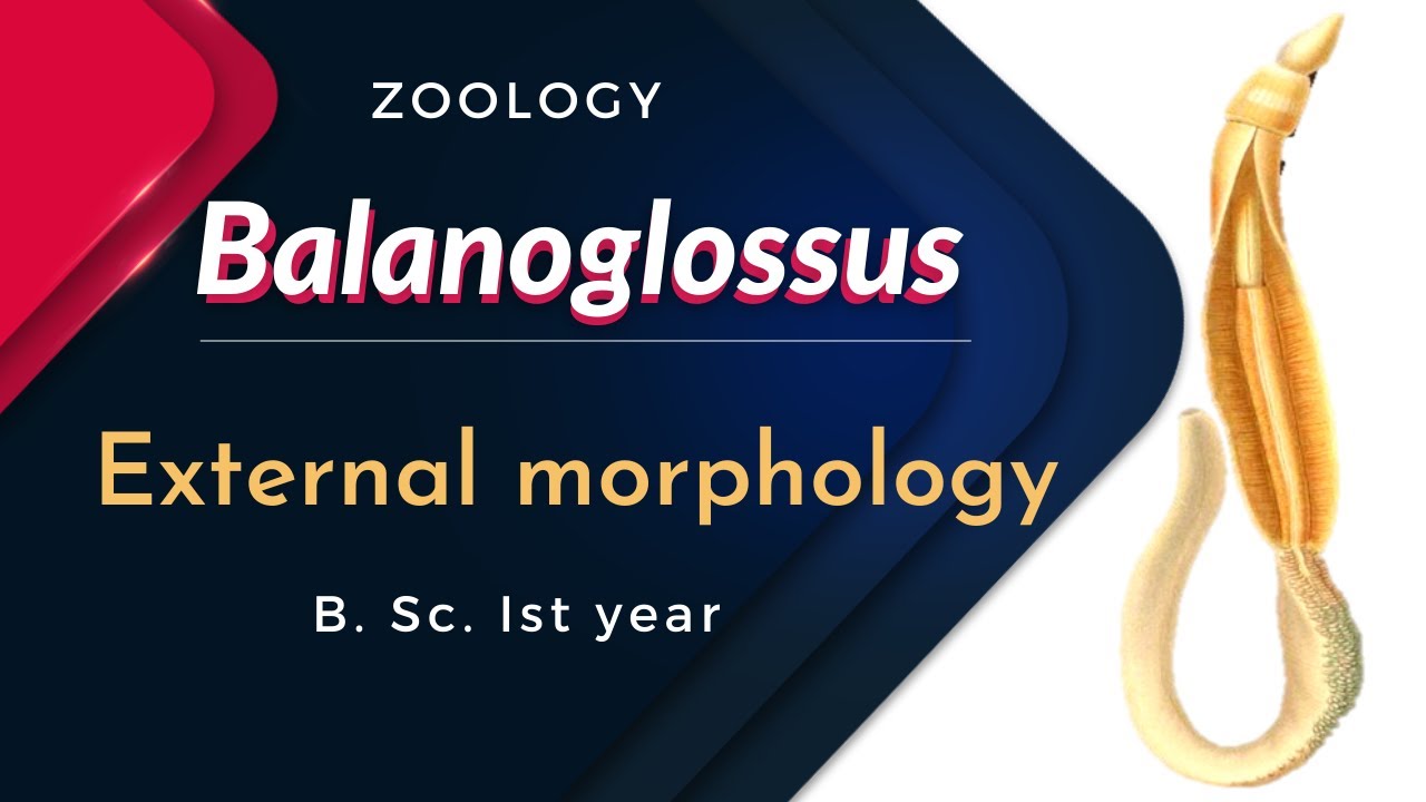 Balanoglossus || External morphology || B. Sc. Ist year || Zoology ...