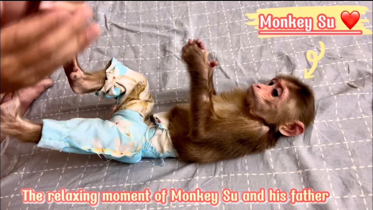 The relaxing moment of Monkey Su and his father - YouTube