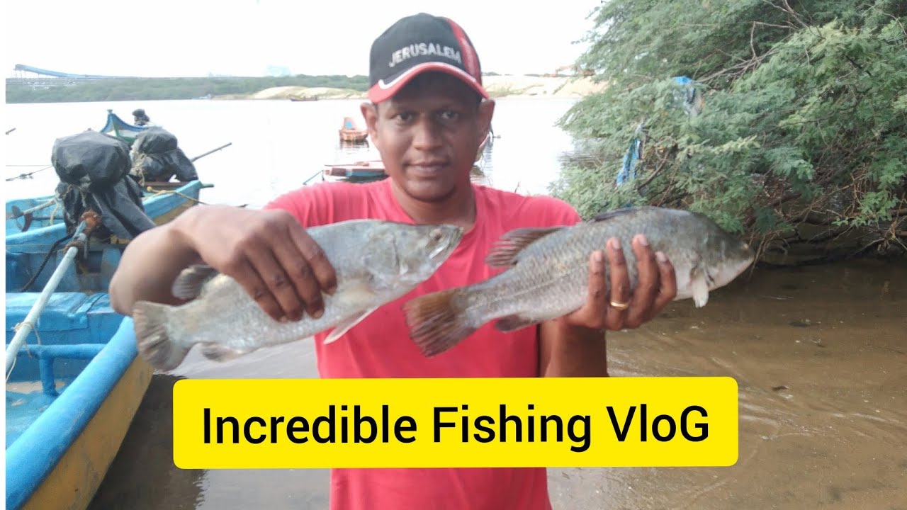Fishing| Incredible Fishing Video| Catching|Barramundi|Mangrove|With ...