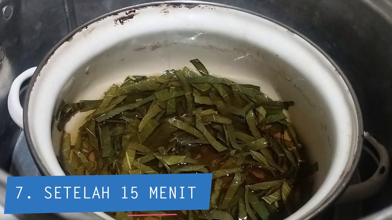 PEMBUATAN INFUSA DAUN JAMBU BIJI - YouTube