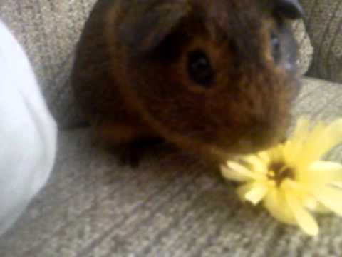 Bugsy the guinea pig eating the flower - YouTube