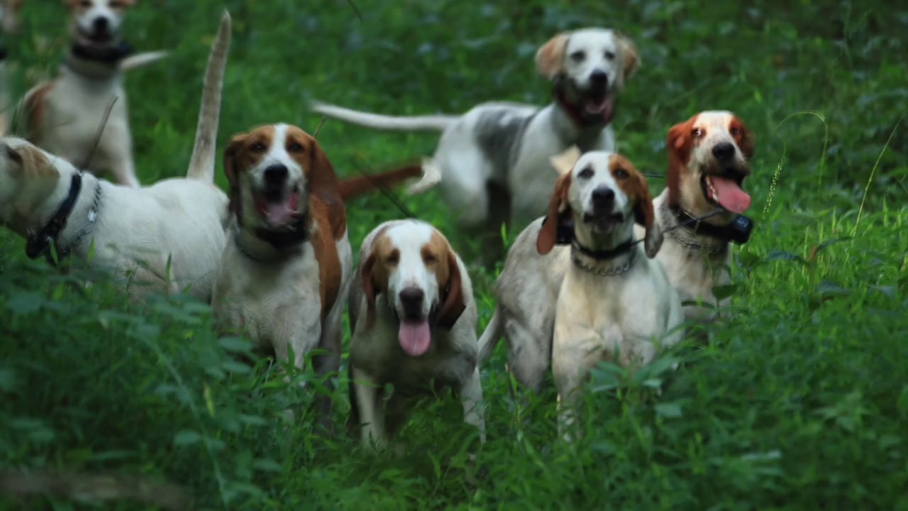The Music of the Hounds - YouTube