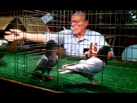 G.S.V.P.F.A. White Bar Tipplers my Specialty.!!! - YouTube