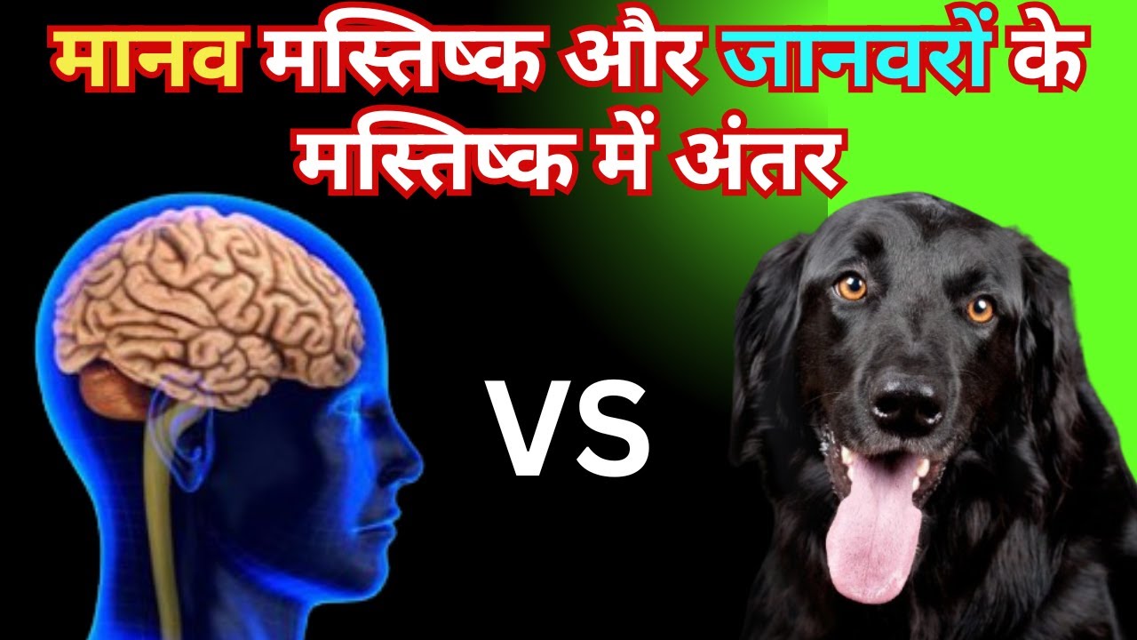 "Human Brain vs Animal Brain | मनुष्य और जानवरों के दिमाग में अंतर ...