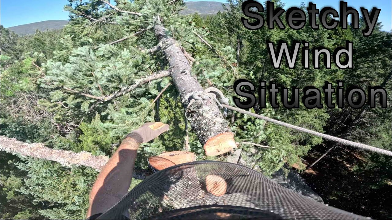 Climbing and Rigging Tall Trees in Extreme Wind - YouTube