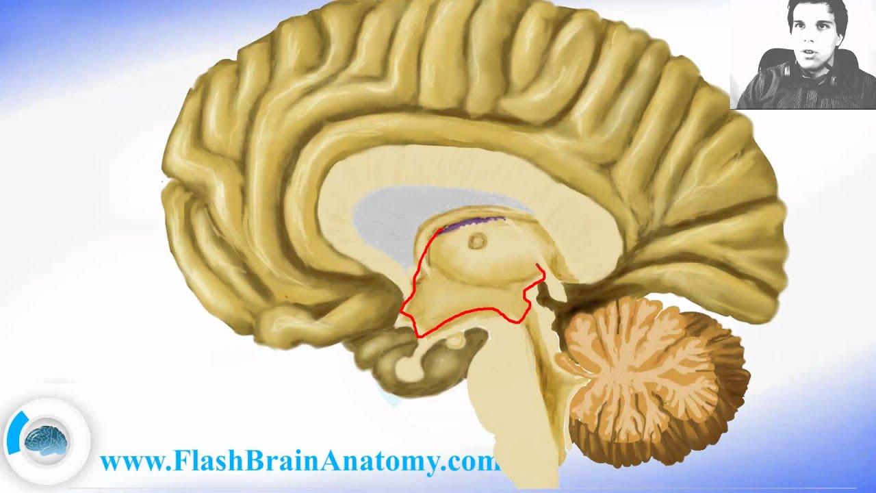 Brain Anatomy : Diencephalon With Thalamus, Hypothalamus... - YouTube