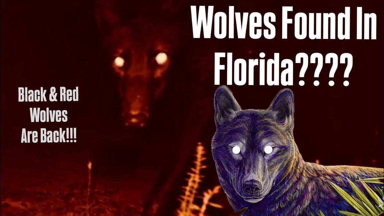 Florida’s Secret Endangered Wolves: The Untold Story - YouTube