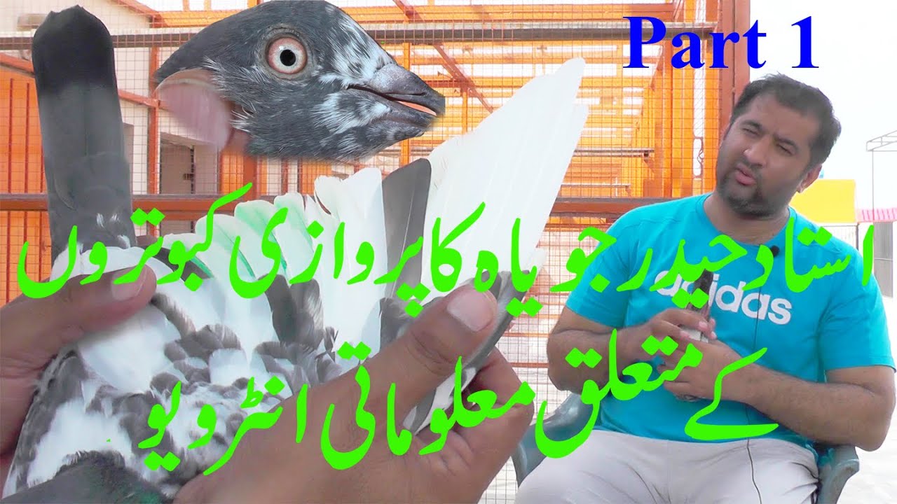 Ustad Hadir Joya Ka Parwai Kabootro Ke Metalik Best Interview YouTube ustad-hadir-joya-ka-parwai-kabootro-ke-metalik-best-interview-youtube