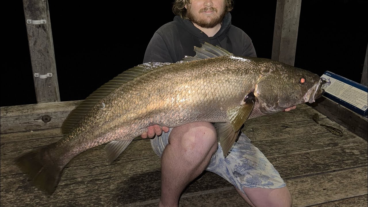 Swan River Mulloway off a Perth Jetty!! - YouTube