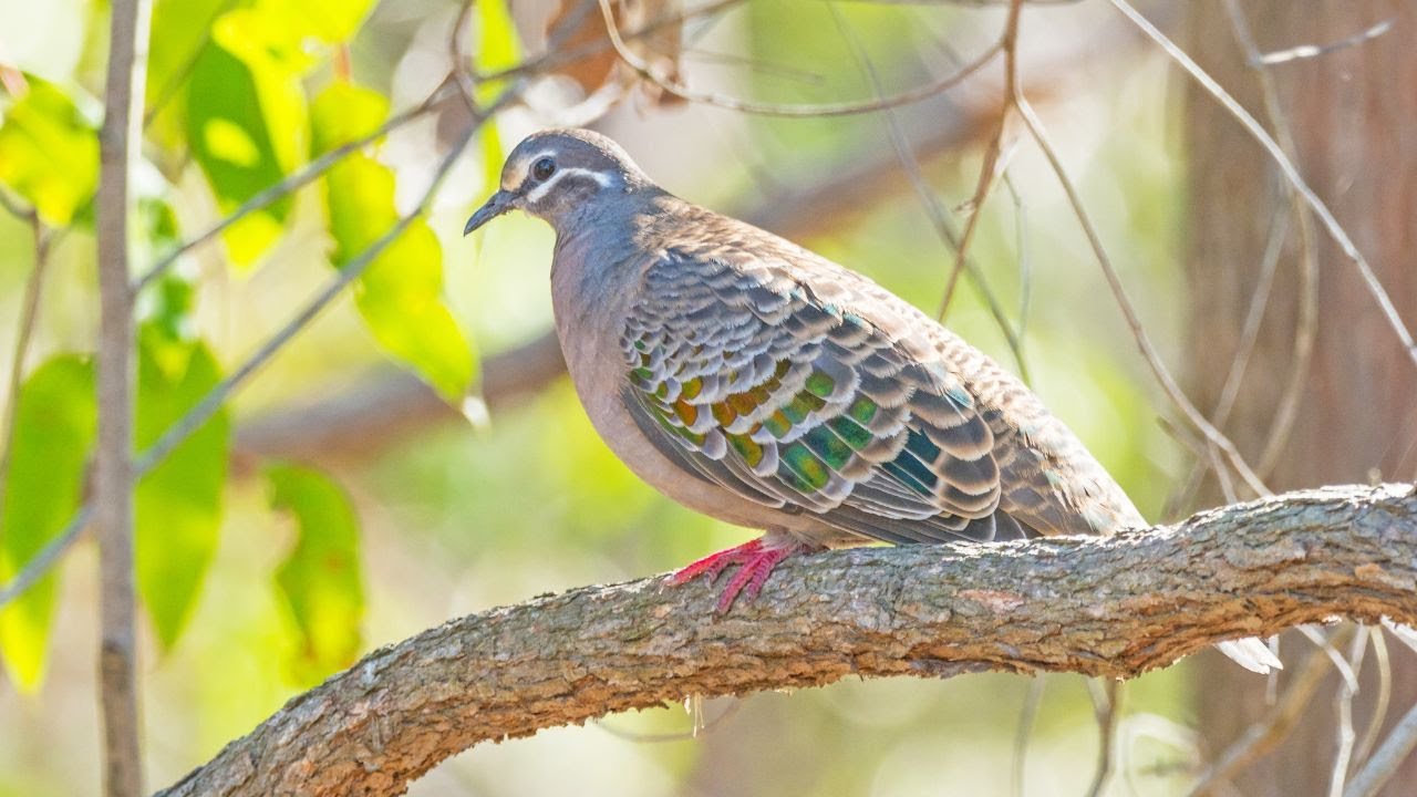 Common Bronzewing | Phaps chalcoptera - YouTube