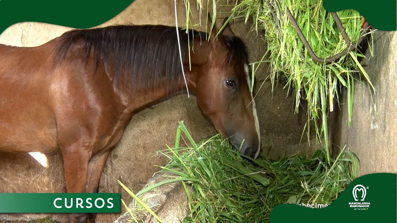 TIPOS DE CAPIM 1º EPISÓDIO: BRS QUÊNIA - YouTube