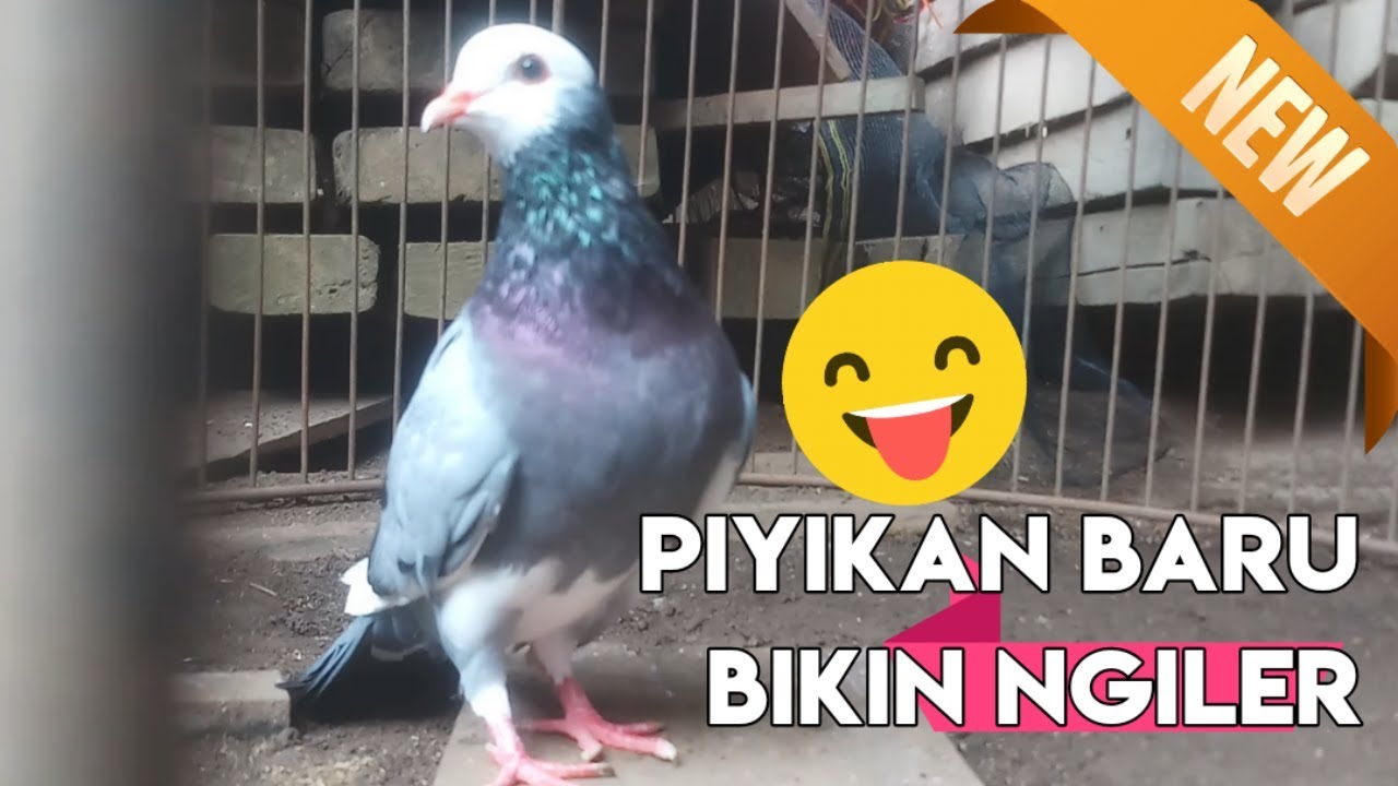 MANTEP BANGET! MERPATI MEGAN PLONTANG KU #LOSDORTV - YouTube