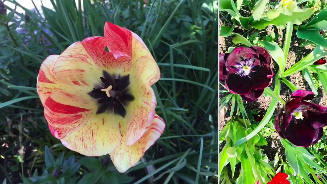 Duke Gradens Flowers 3 - YouTube
