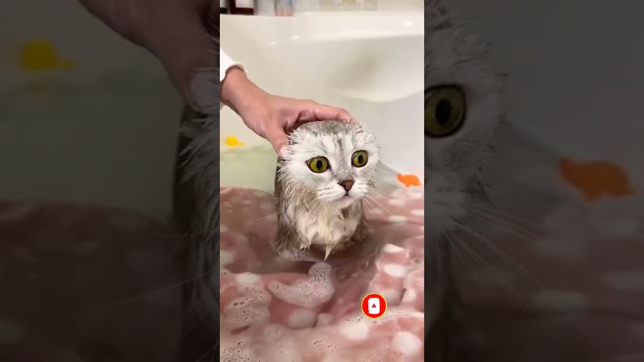 Cat Sonya Tiktok Sonyakisa8 Shorts Youtube