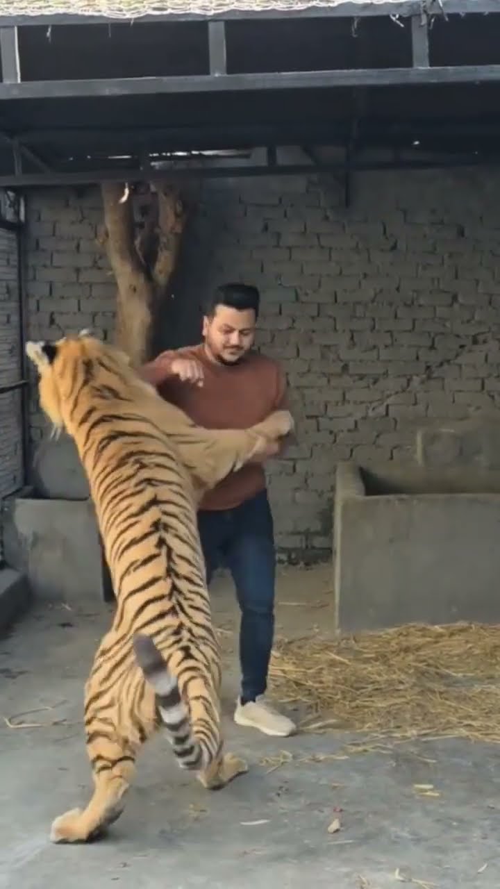 Tiger attacked on man's neck #tiger #zoo #wildlife - YouTube