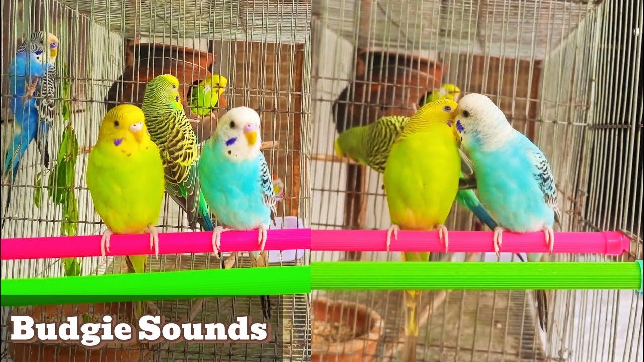 Beautiful Budgie Birds Talking Sounds - Love Birds Budgerigar - YouTube