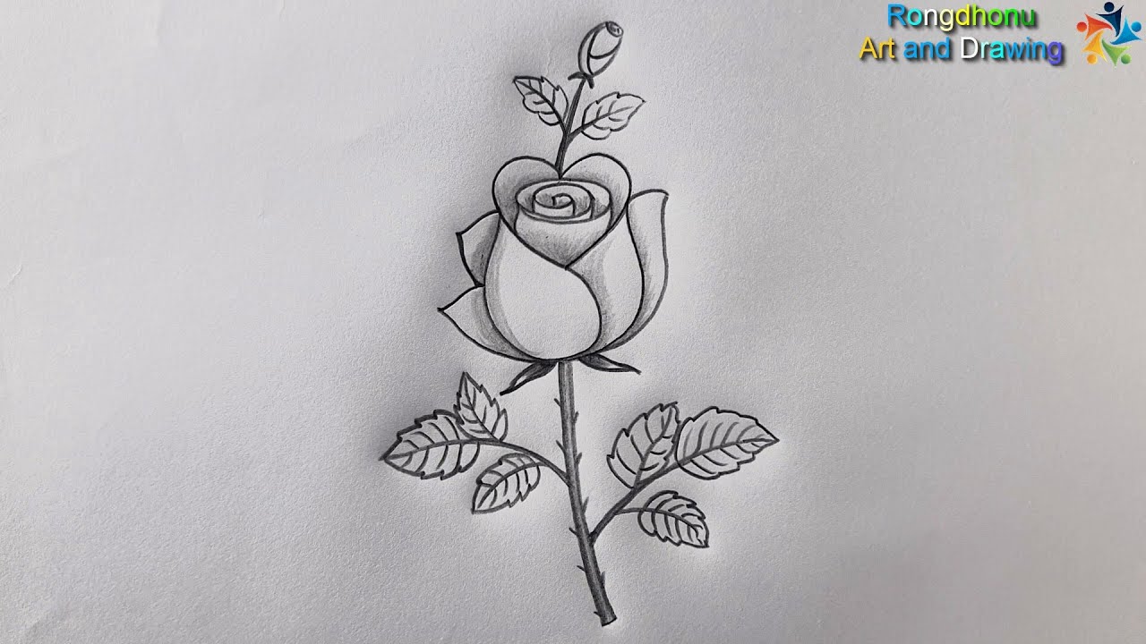 Rose Flower Drawing 🌷🌷 Easy Pencil Drawing - YouTube
