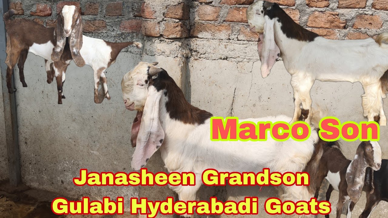 Janasheen Grandson Gulabi Hyderabadi Goats Male & Female Goats ...