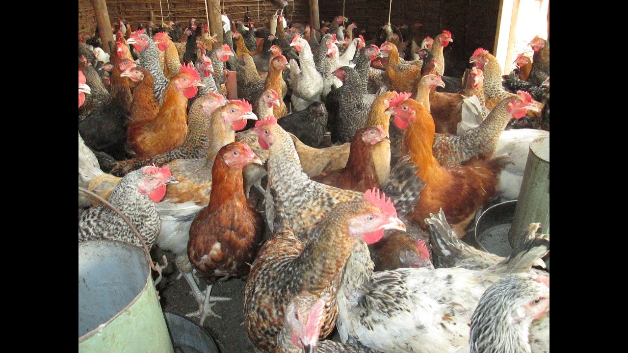 Ziwani Poultry Farm - Kikuyu version Part 1 - YouTube