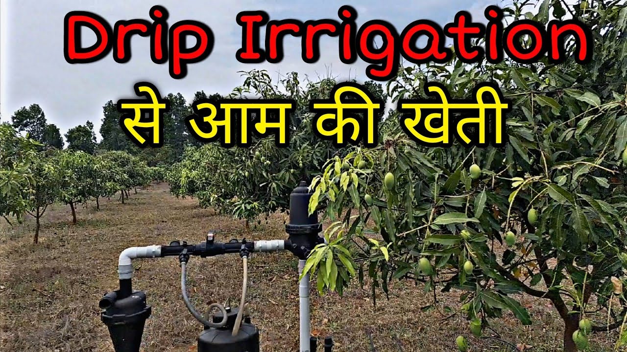 Drip Irrigation used for Mango cultivation - YouTube