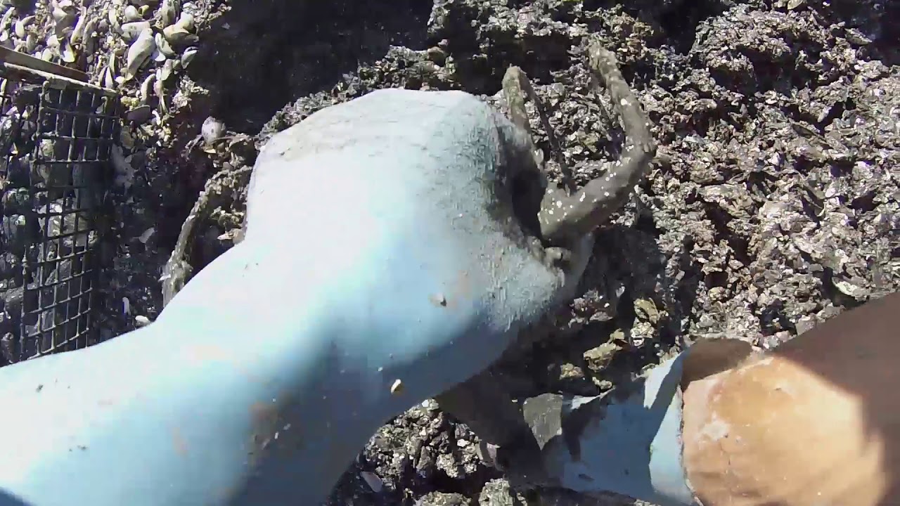 Clam Cam Digging in Gouldsboro2 - YouTube