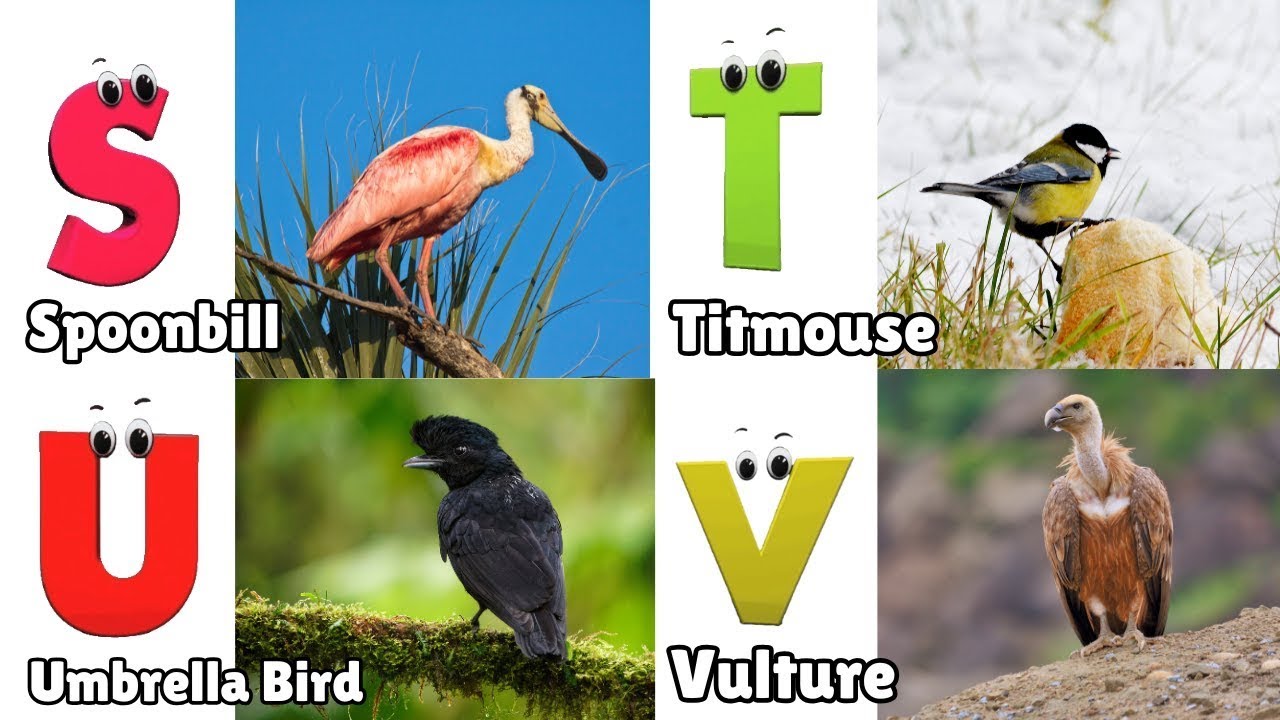 Birds phonics song for toddlers| Abc Song for kids| Learn Alphabets ...