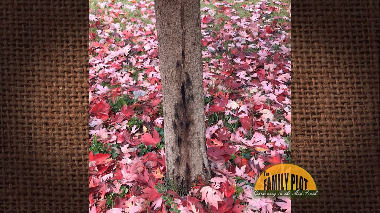 Q&A – My maple tree has slime flux. Should I cut it down? - YouTube