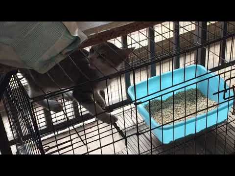 Calico Kitten For Adoption - 3 Months, Mew from Puchong, Selangor - YouTube