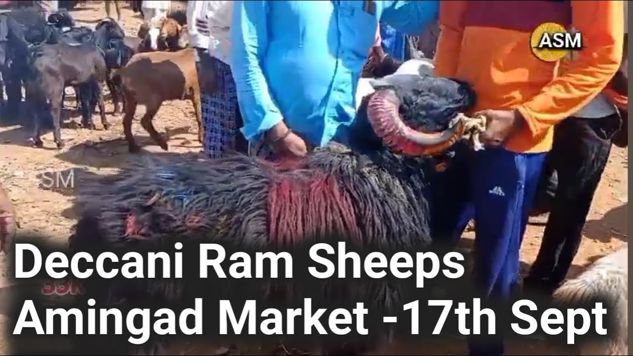 Episode -39| Amingad Ram Sheep Market, Bagalkot, Karnataka, India 17th ...