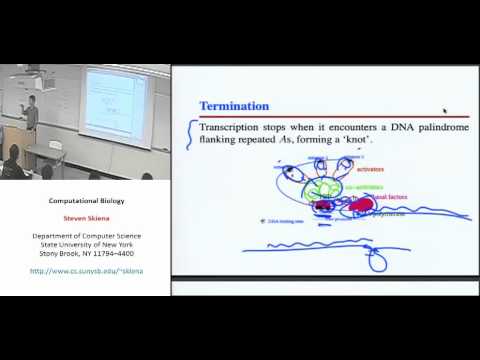 Lecture 13 - Introduction to Gene Finding - YouTube