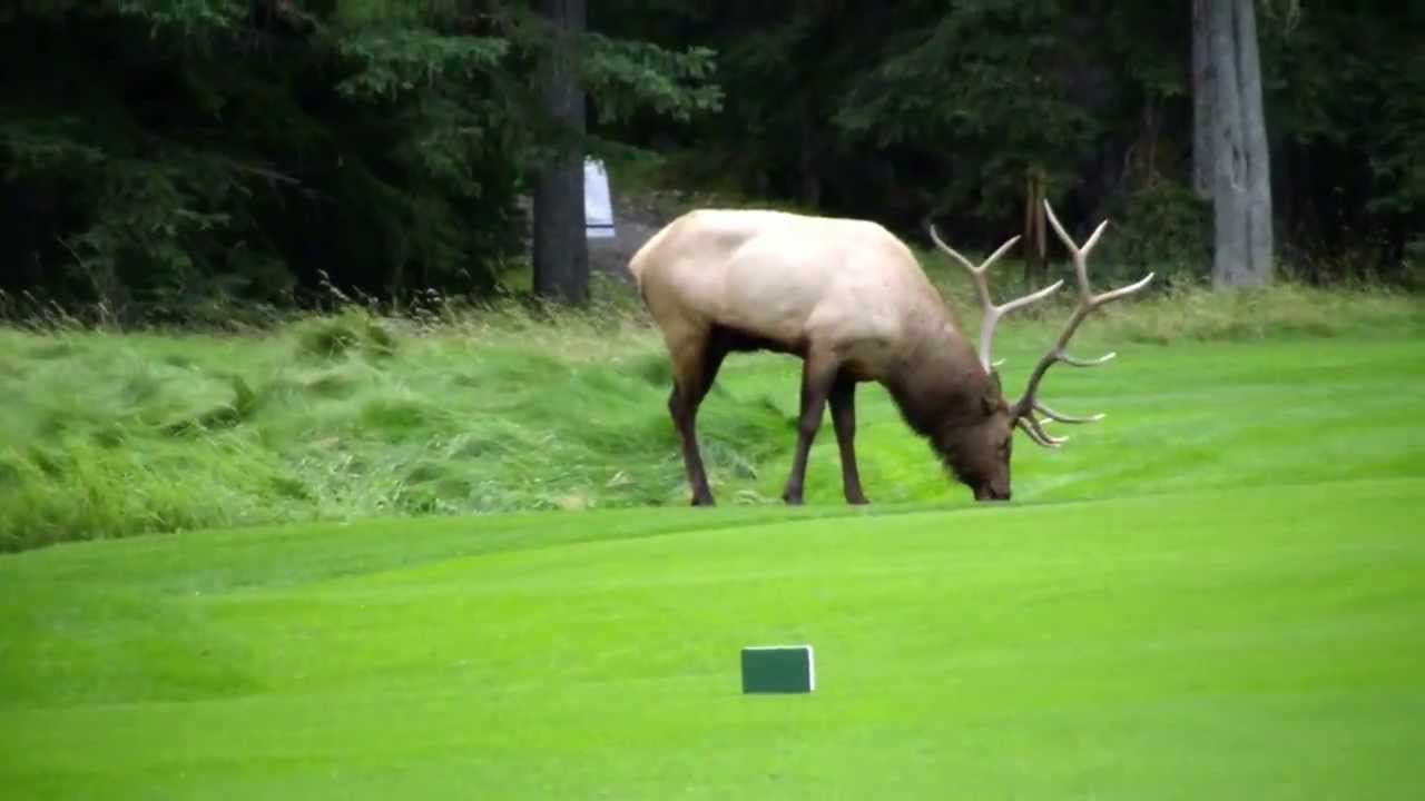 Playing a little golf with the elk at the Fairmont Banff Springs in ...