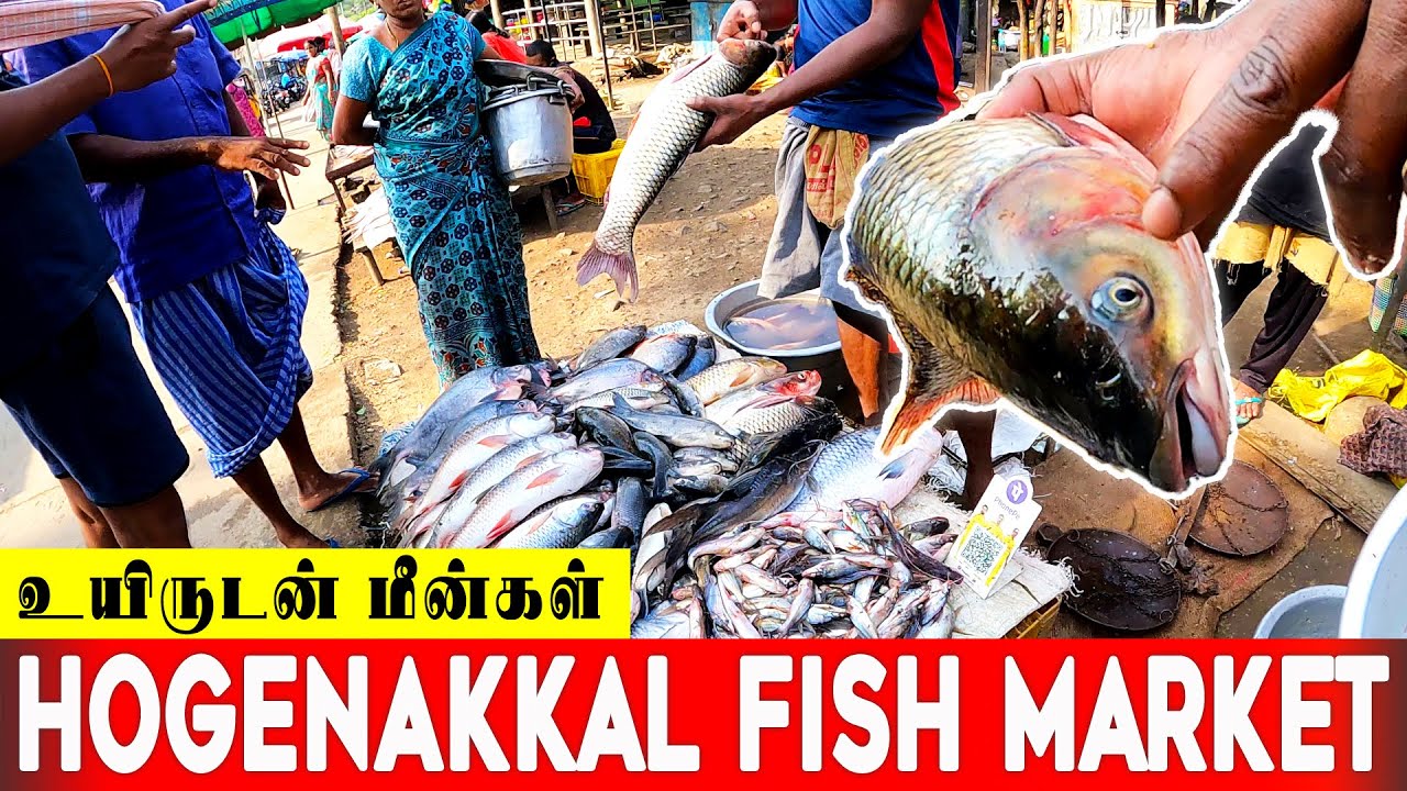 Hogenakkal Fish Market | Live River Fishes | Hogenakkal Falls | Fish ...