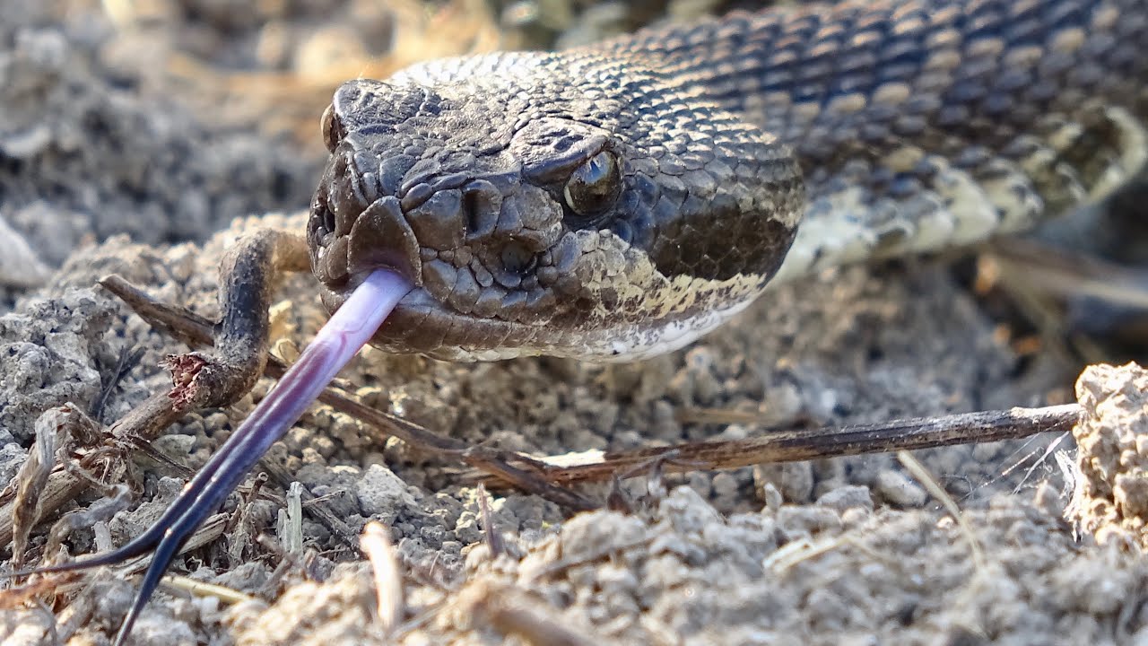Purple Tongued Rattlesnake - YouTube