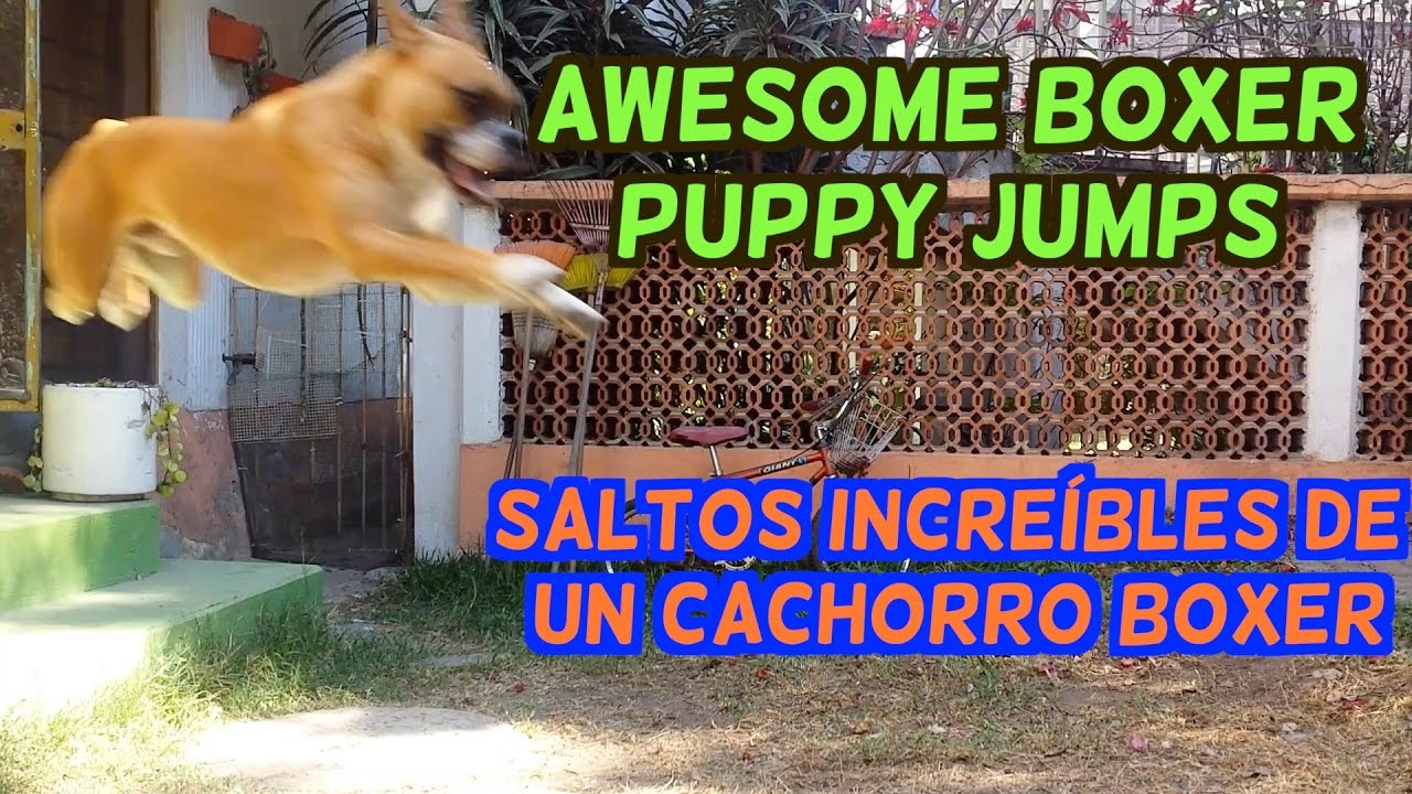 Awesome Boxer Puppy Jumps - YouTube