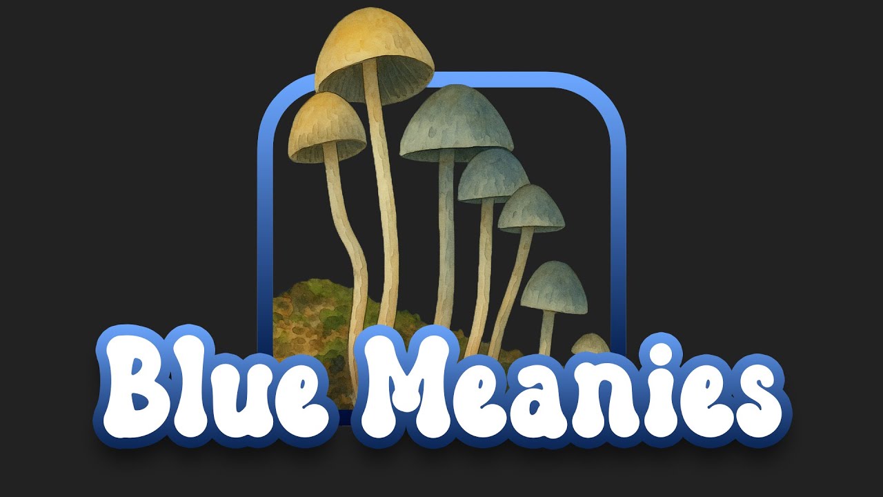 Blue Meanies: Cubensis Or Panaeolus Cyanescens!?! - YouTube