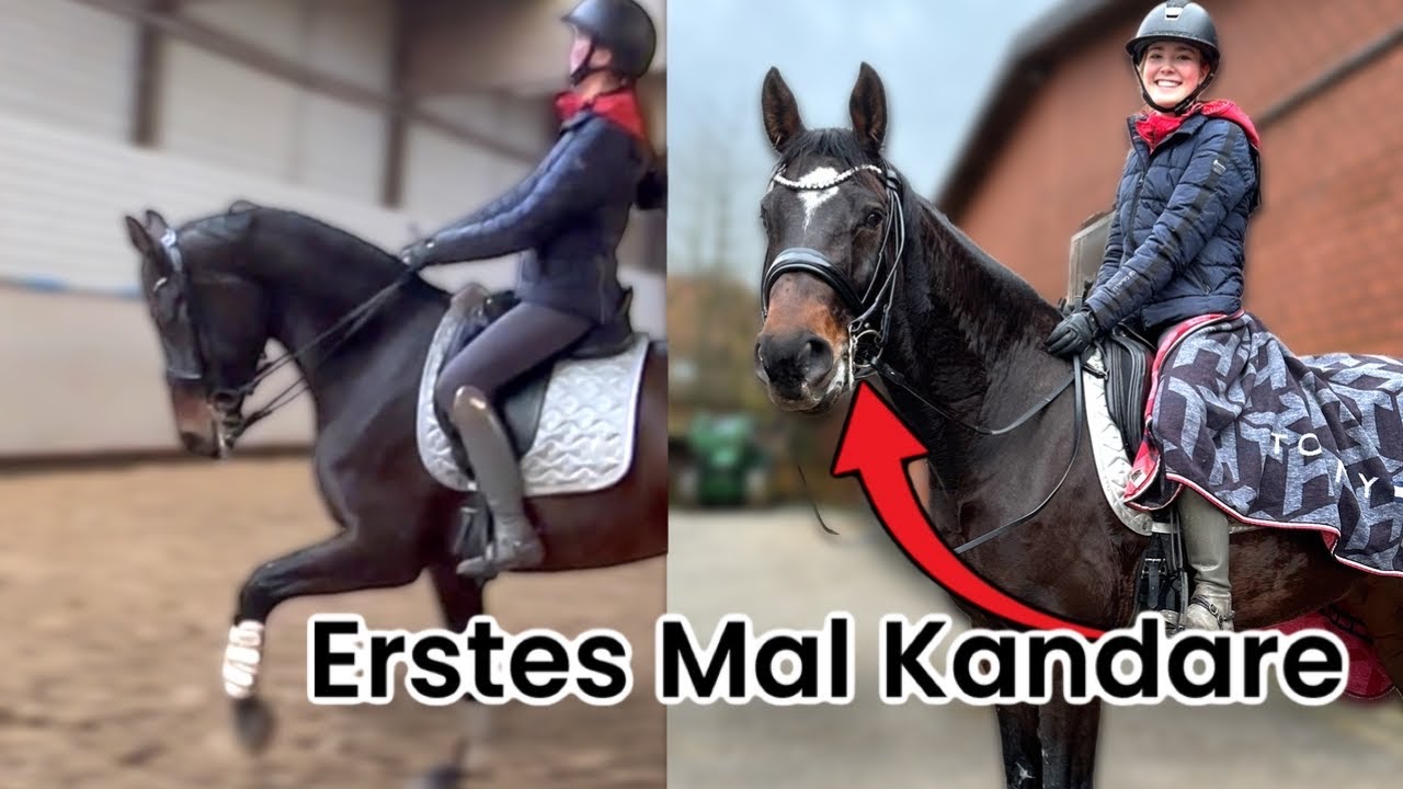 ERSTES MAL JUNGPFERD MIT KANDARE REITEN🫢| LIVE TRAINING - YouTube