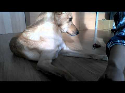 How I cut my dogs nails | after once cutting too much